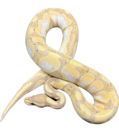 Banana Sugar Ball Python by Sanctum Reptiles LLC