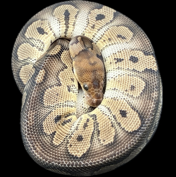Mahogany Clown Ball Python by Sanctum Reptiles LLC - MorphMarket