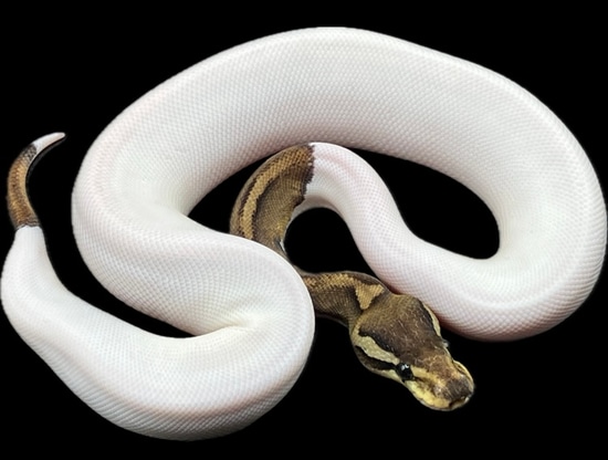 Cinnamon Pied Poss Leopard Ball Python by Sanctum Reptiles LLC