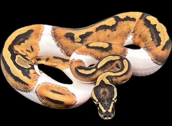 Paradox Pied Ball Python by Sanctum Reptiles LLC