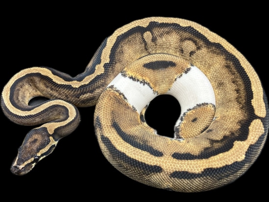 Pied Leopard? Female! Ball Python by Sanctum Reptiles LLC
