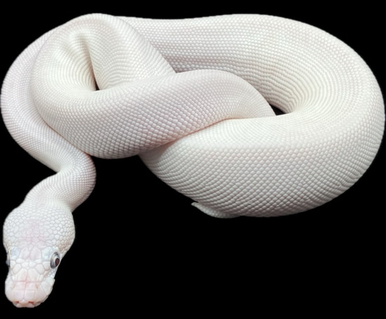 Blue Eyed Leucistic (Red Pupils) 🔥Genetic Stripe NO RESERVE Ball Python ...