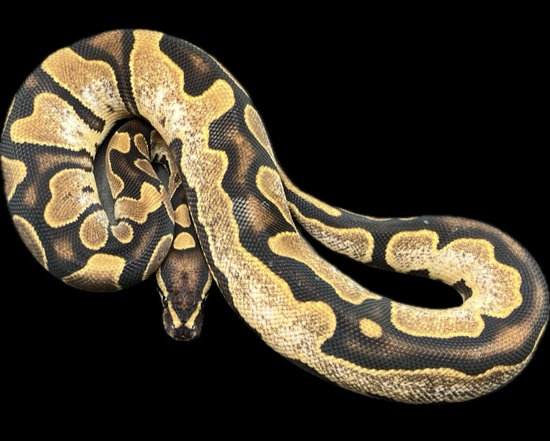 Sugar Ball Python by Sanctum Reptiles LLC