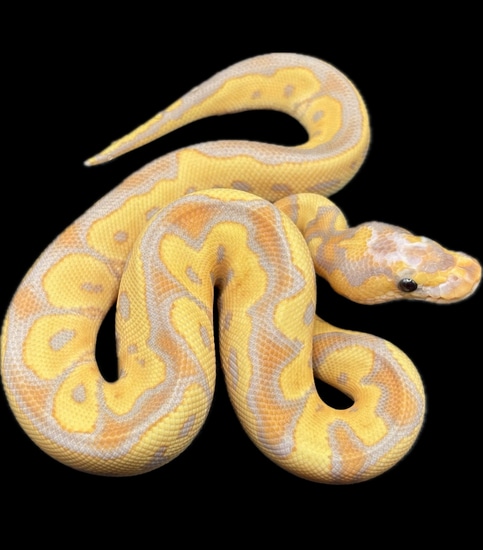 Banana Clown Ball Python by Sanctum Reptiles LLC