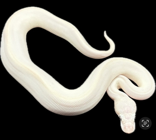 Bel Super Butter ( Blue Eyes With Red Pupils)🔥🔥 Ball Python by Sanctum ...