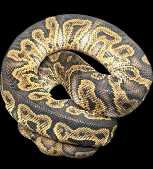Ghi Clown ** Holiday Sales ** Ball Python by Sanctum Reptiles LLC