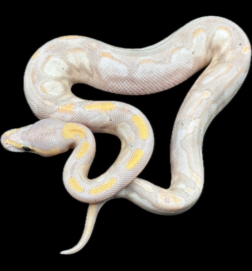 Banana Sugar 🔥🔥smoking Hott🔥🔥 Ball Python by Sanctum Reptiles LLC