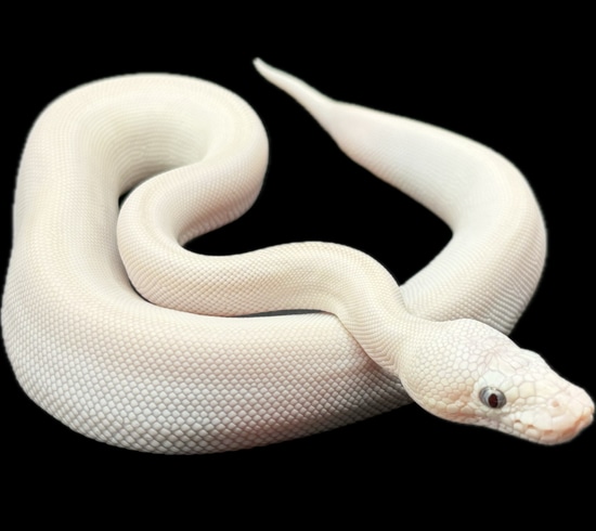 Bel (Super Butter) Ball Python by Sanctum Reptiles LLC