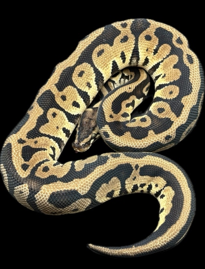 Leopard Pastel Ball Python by Sanctum Reptiles LLC