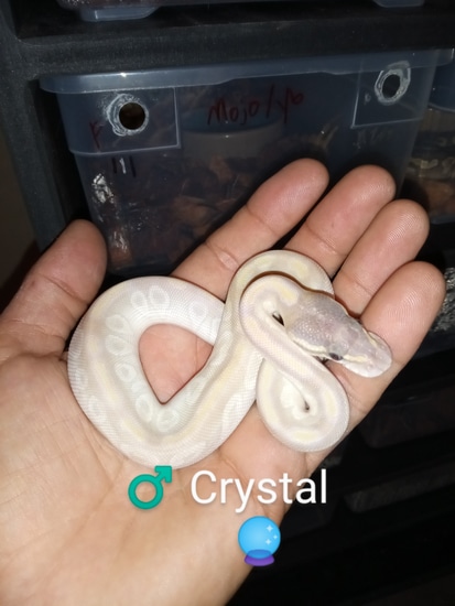 Crystal Ball Python by Mystic Mutations