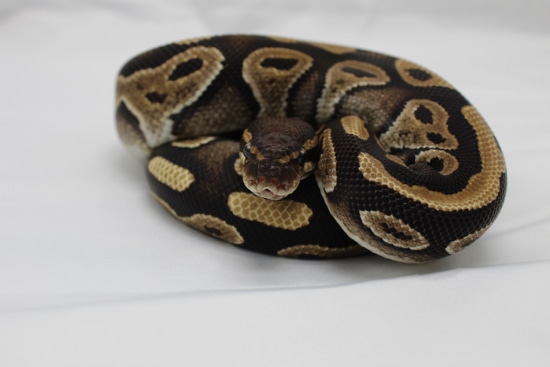Mystic Poss Trick Ball Python by Sanders Family Reptiles & Exotics