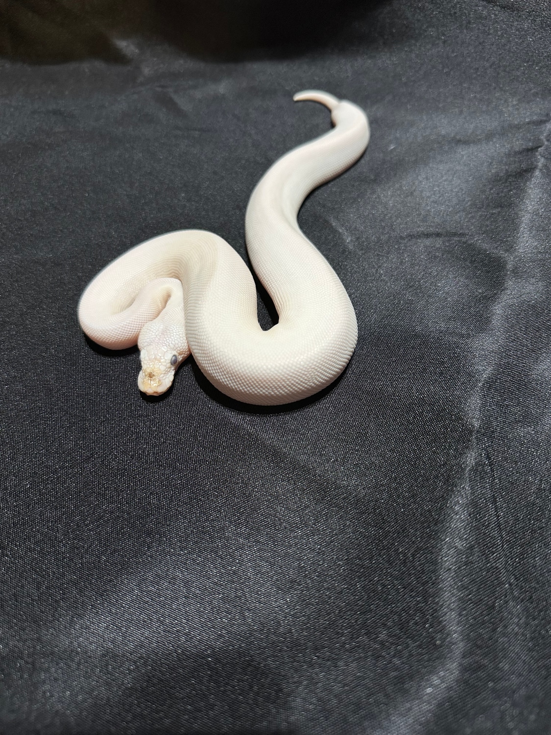 Super Lesser Ball Python by S and H Exotics - MorphMarket