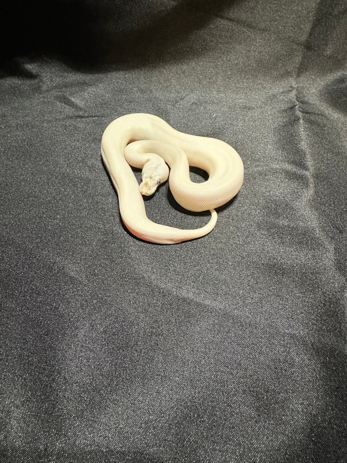 Super Lesser Ball Python by S and H Exotics - MorphMarket