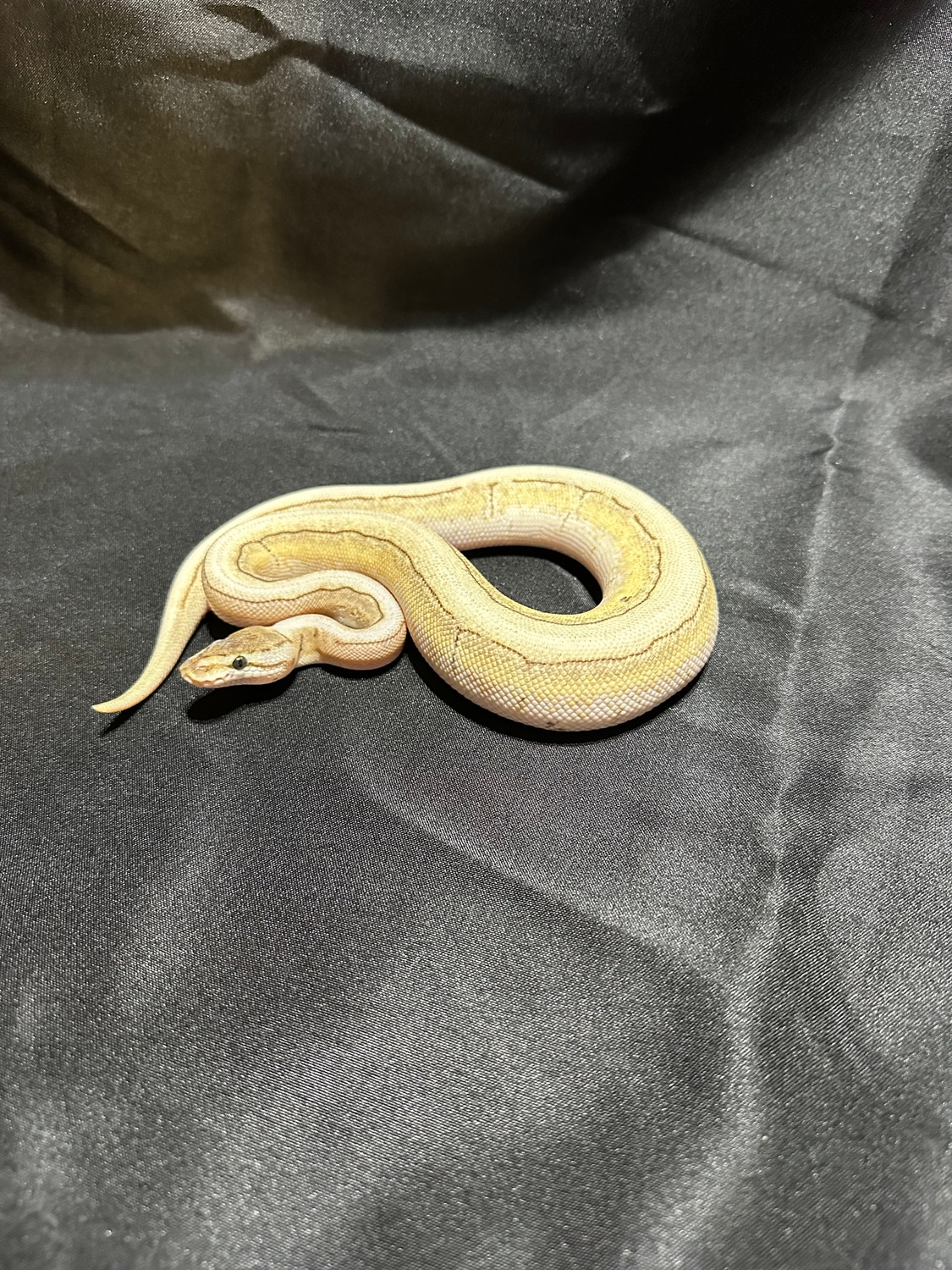 Lesser Pinstripe Spider Pastel Ball Python by S and H Exotics - MorphMarket