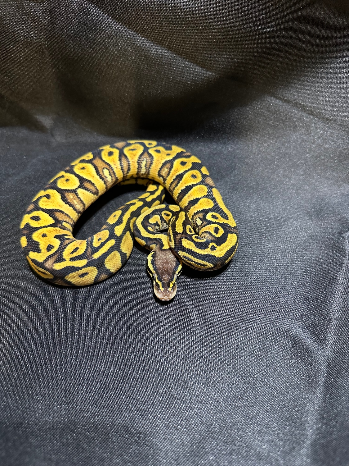 Pastel Fire Yellowbelly 100% Het Albino Ball Python by S and H Exotics ...