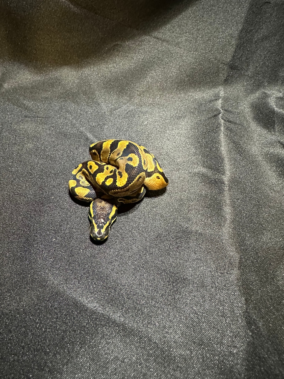 Enchi Ball Python by S and H Exotics - MorphMarket