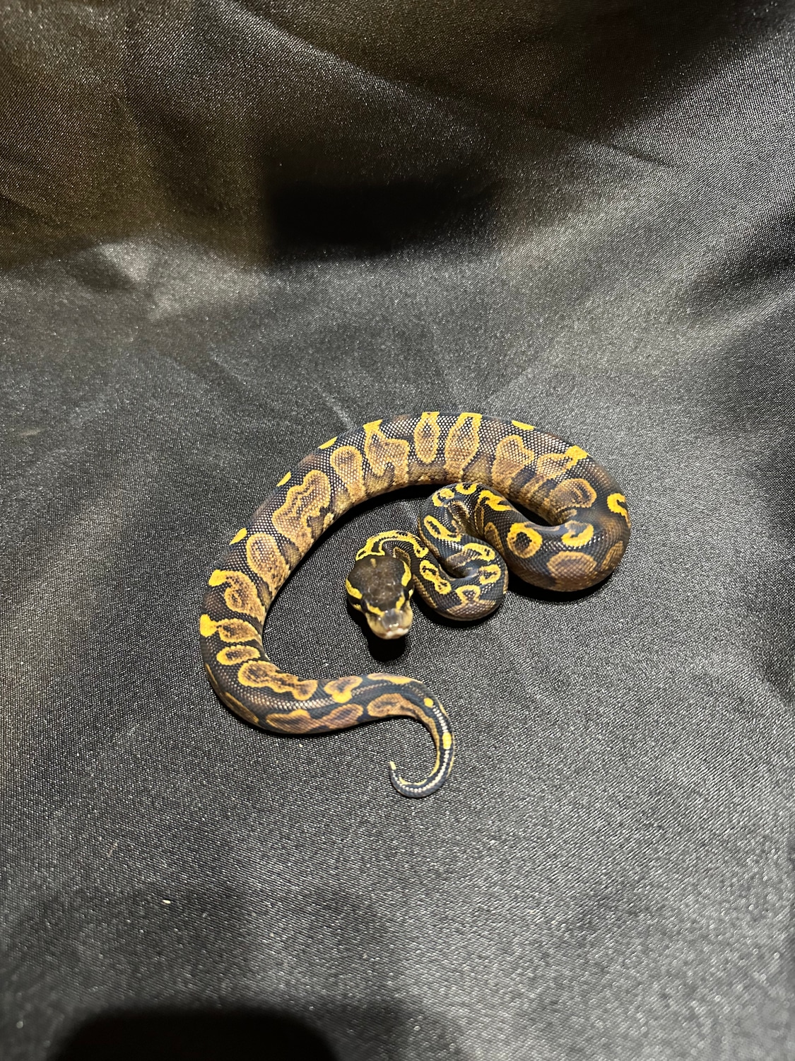 GHI Ball Python by S and H Exotics - MorphMarket