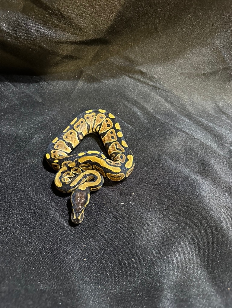 Normal Het Albino Ball Python by S and H Exotics - MorphMarket