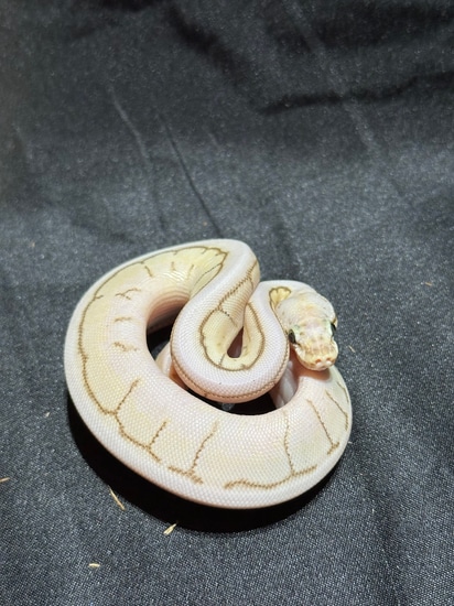 Pastel Pinstripe Spider Lesser Ball Python by S and H Exotics