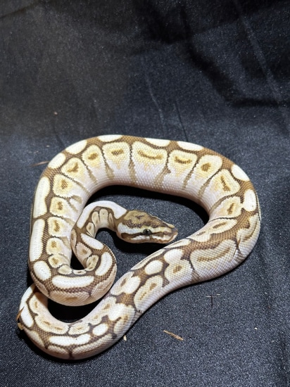 Lesser Spider Ball Python by S and H Exotics
