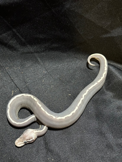 Super GHI Mojave Pastel Ball Python by S and H Exotics