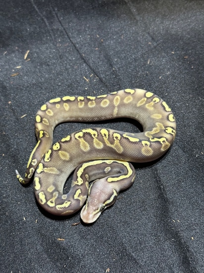 Pastel Fire Yellowbelly Super GHI Mojave Ball Python by S and H Exotics