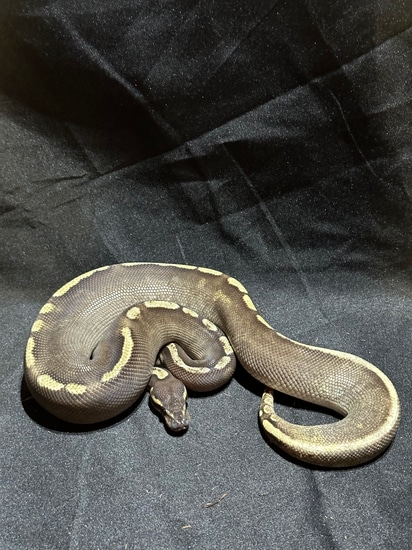 GHI Mojave Calico Ball Python by S and H Exotics