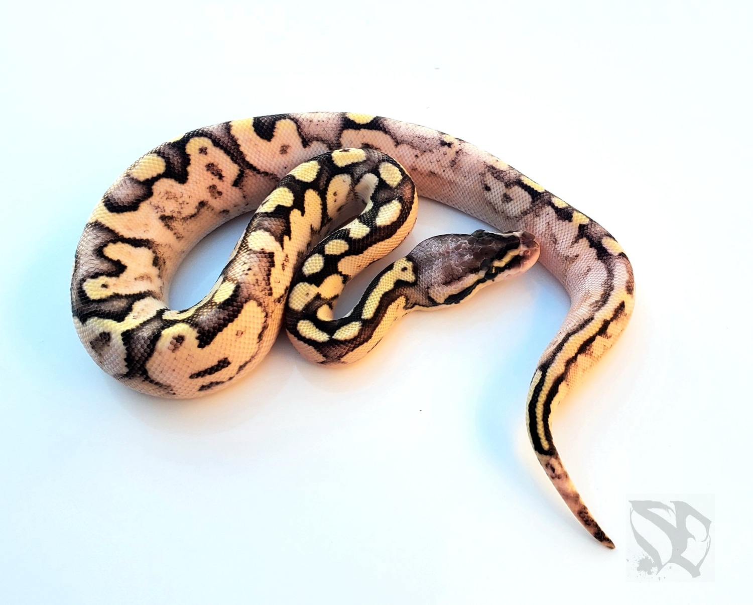 Firefly Calico Yellowbelly Ball Python by Sandoval Exotics - MorphMarket