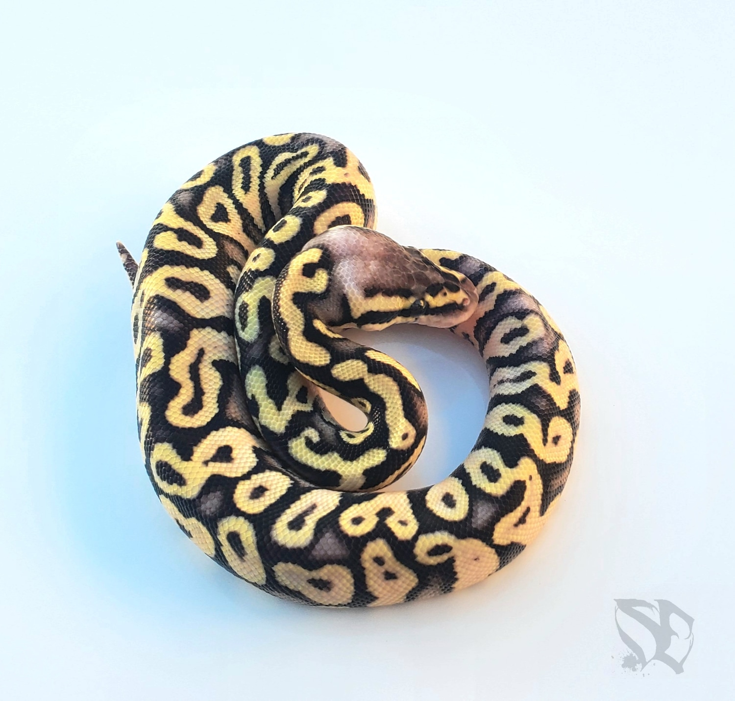 Pastel Yellowbelly Pos Super Pastel Ball Python by Sandoval Exotics ...