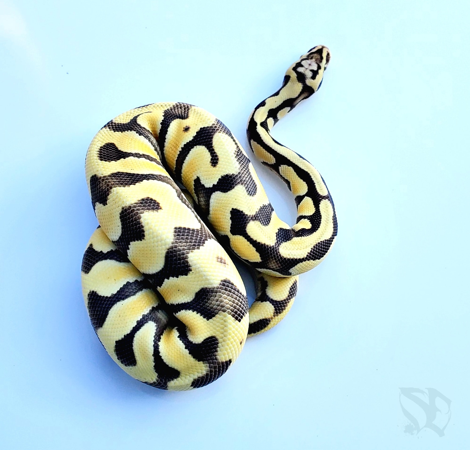 Pastel Enchi Desert Ghost Ball Python by Sandoval Exotics - MorphMarket