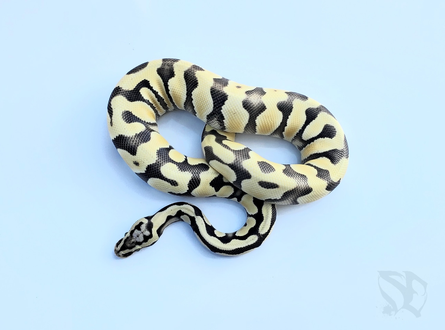 Pastel Enchi Desert Ghost Ball Python by Sandoval Exotics - MorphMarket