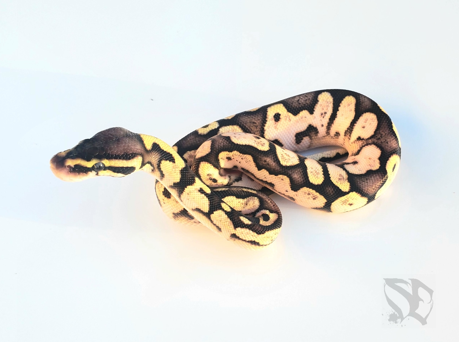 Pastel Calico Ball Python by Sandoval Exotics - MorphMarket