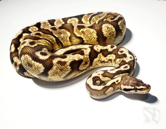 Firefly Yellowbelly Ball Python by Sandoval Exotics