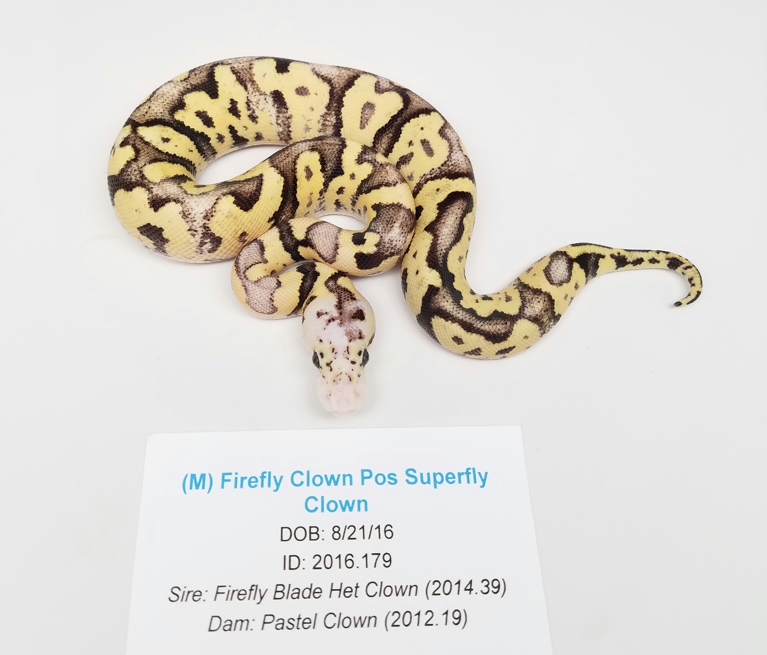 Firefly Clown Pos Superfly Clown Ball Python by Sandow Exotics ...