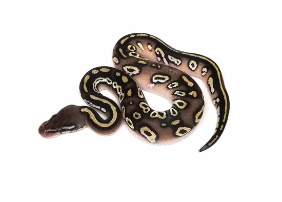 Pastel Mojave BlackHead Red Gene Ball Python by Sandow Exotics