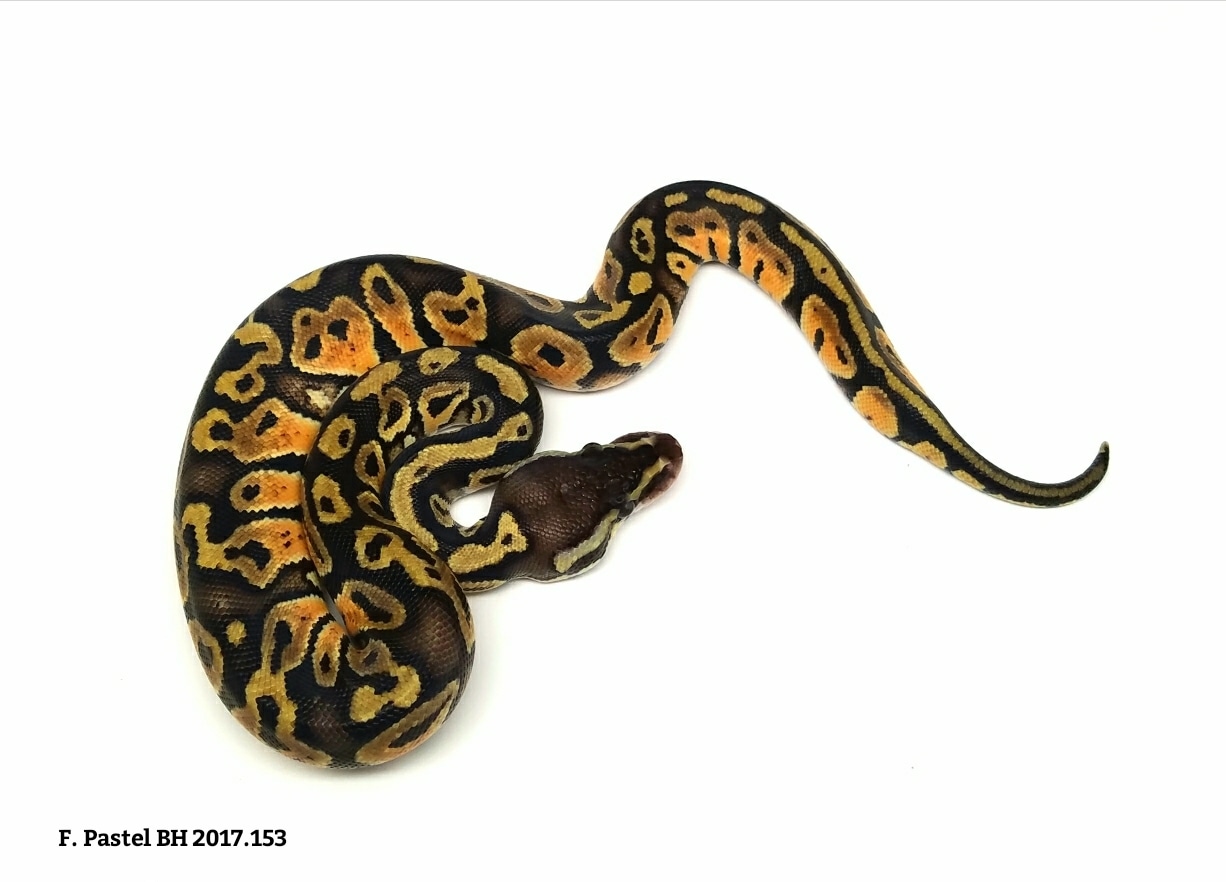 Pastel Black Head Ball Python by Sandow Exotics - MorphMarket