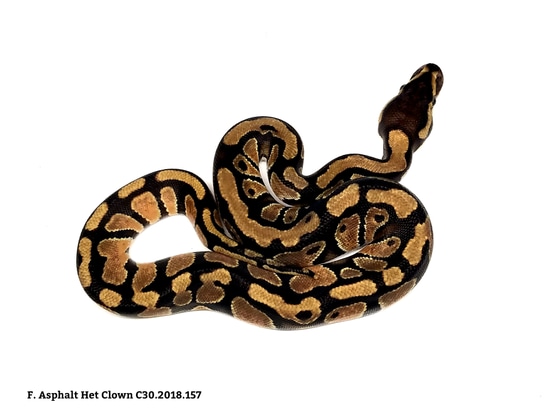 Asphalt Het Clown Ball Python by Sandow Exotics