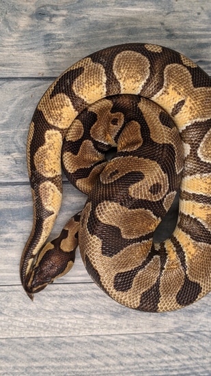 Enchi Ball Python by Sandusky Serpents LLC