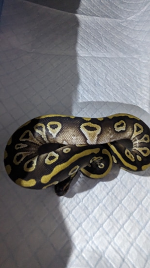 Baby Girl Mojave Ball Python by Sandusky Serpents LLC