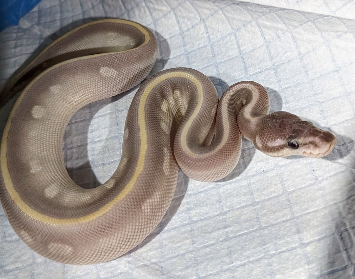 Purple Goblin Ball Python by Sandusky Serpents LLC - MorphMarket