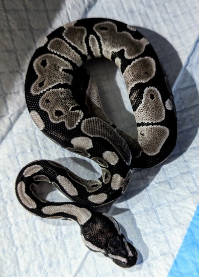 Axanthic VPI Het Genetic Stripe Ball Python by Sandusky Serpents LLC
