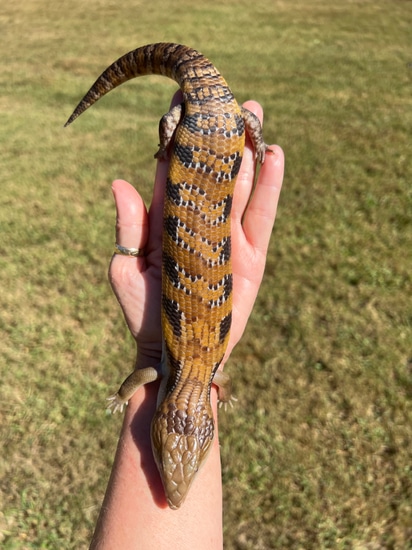 Dark Line X Sunset/Swedish/Orange Northern Blue-Tongued Skink by Aunt ...