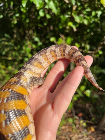 Swedish/Sunset/Orange X T+Caramel/Fenn Orange Northern Blue-Tongued ...