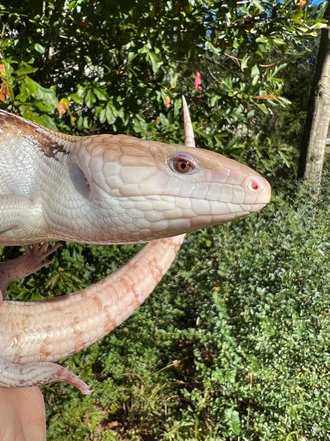 Sunset/Swedish X Orange/Classic Northern Blue-Tongued Skink by Aunt ...