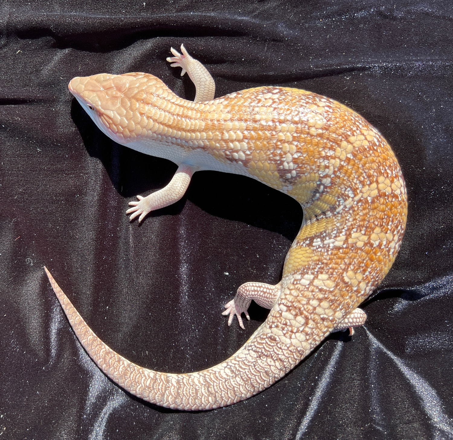 T+Caramel X Turner White/Sunrise/Red/White Northern Blue-Tongued Skink ...