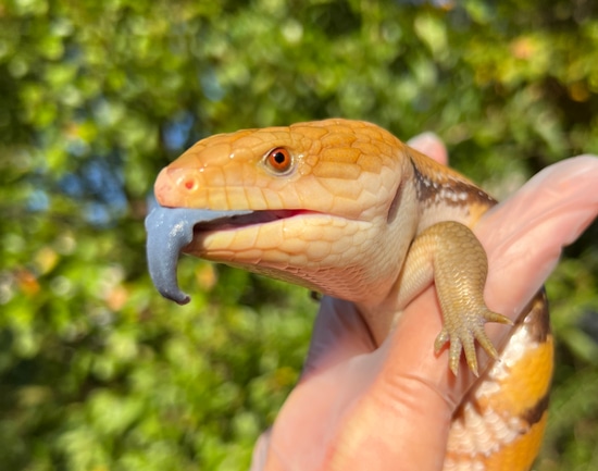 Swedish/Sunset/Orange X T+Caramel/Fenn Orange Northern Blue-Tongued ...