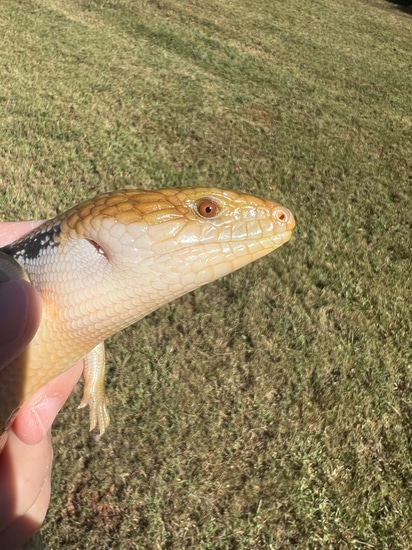 Darkline X Sunrise/Swedish/Orange Northern Blue-Tongued Skink by Aunt ...