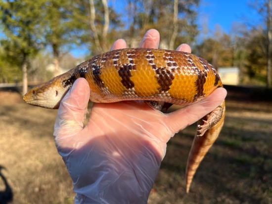 Swedish/Sunset/Orange X T+Caramel/Fenn Orange Northern Blue-Tongued ...
