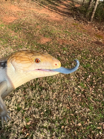 Swedish/Sunset/Orange X T+Caramel/Fenn Orange Northern Blue-Tongued ...