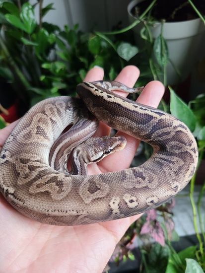 GHI Black Pewter Ball Python by Divinity Exotics